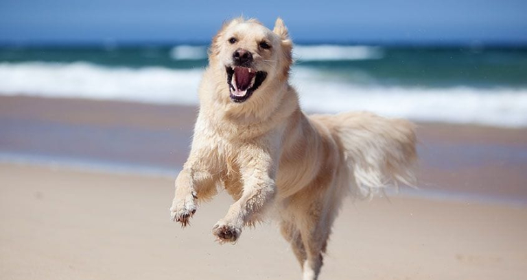 How To Give Your High Energy Dog The Best Life - Upl And Bird Dogs ...